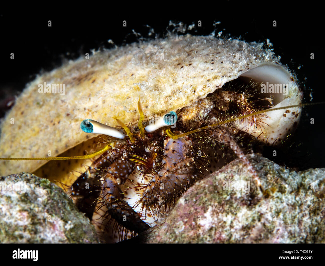 Hairy Hermit Crab, Red Sea, Egypt Stock Photo - Alamy