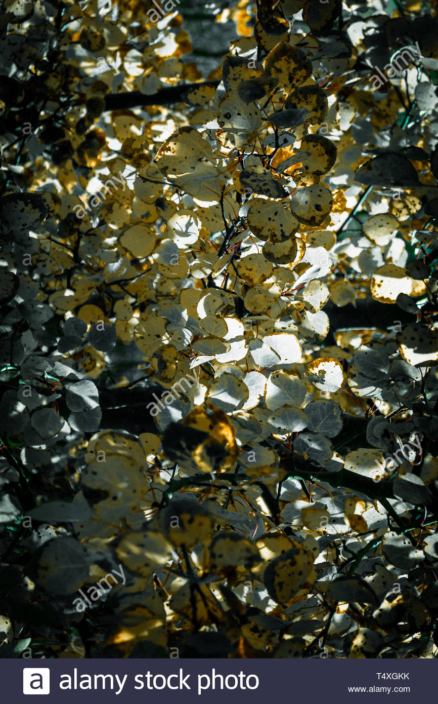 Dotted Leaves Stock Photos & Dotted Leaves Stock Images - Alamy