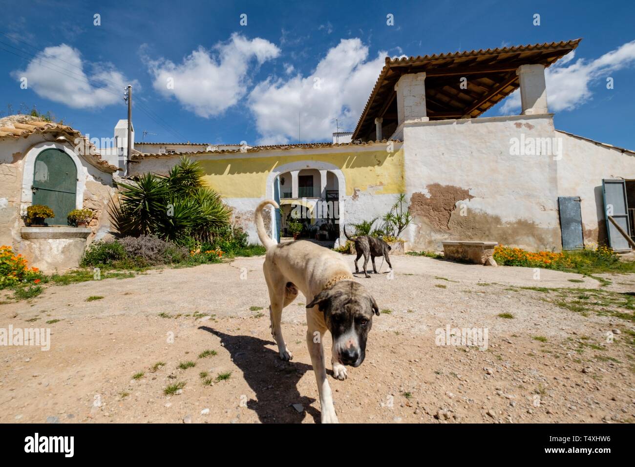 Son rossinyol hi-res stock photography and images - Alamy