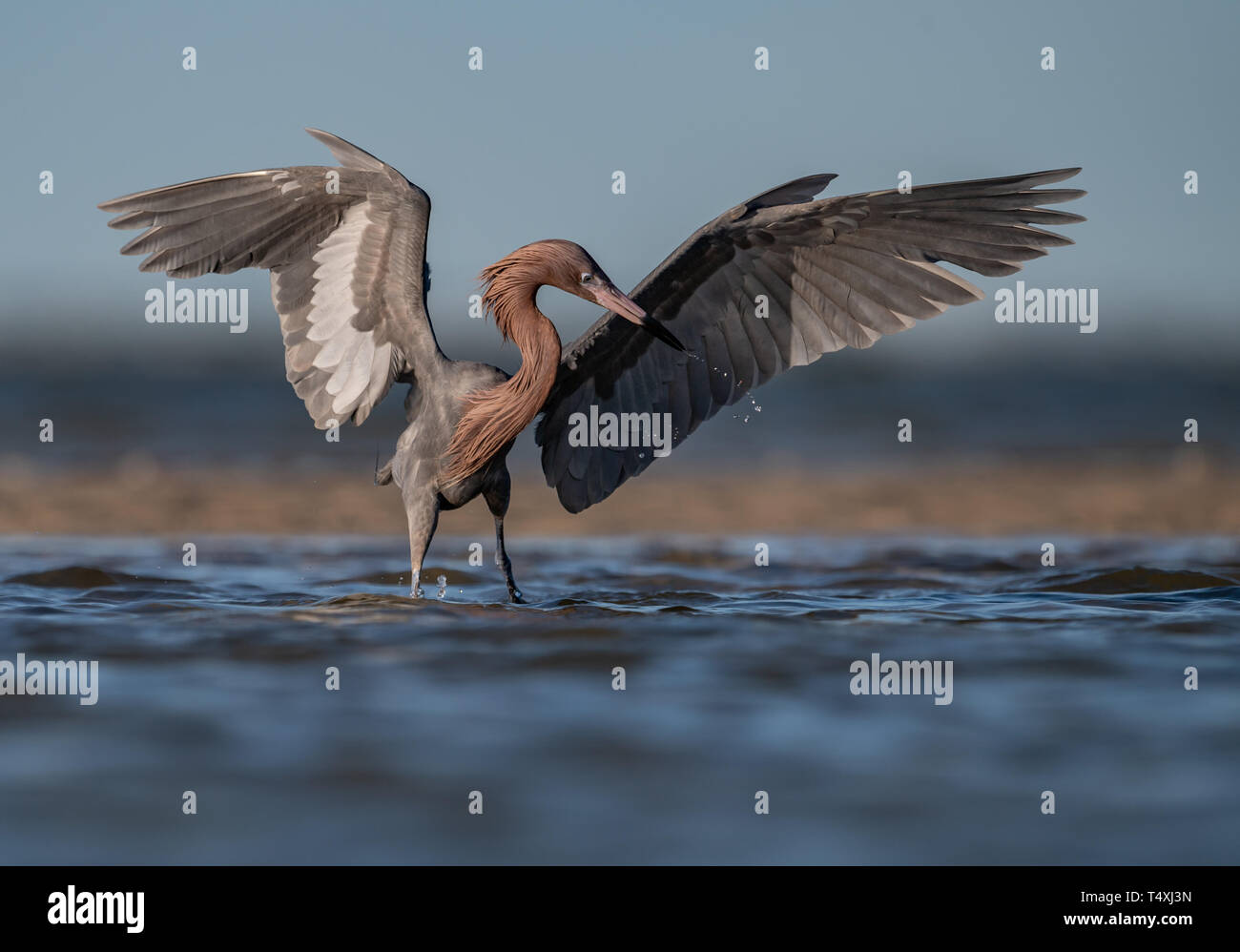 Reddish Egret in Florida Stock Photo - Alamy