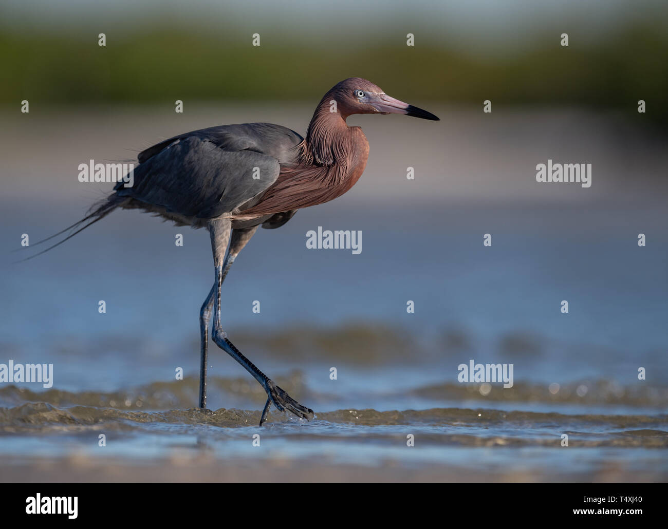Reddish Egret in Florida Stock Photo - Alamy