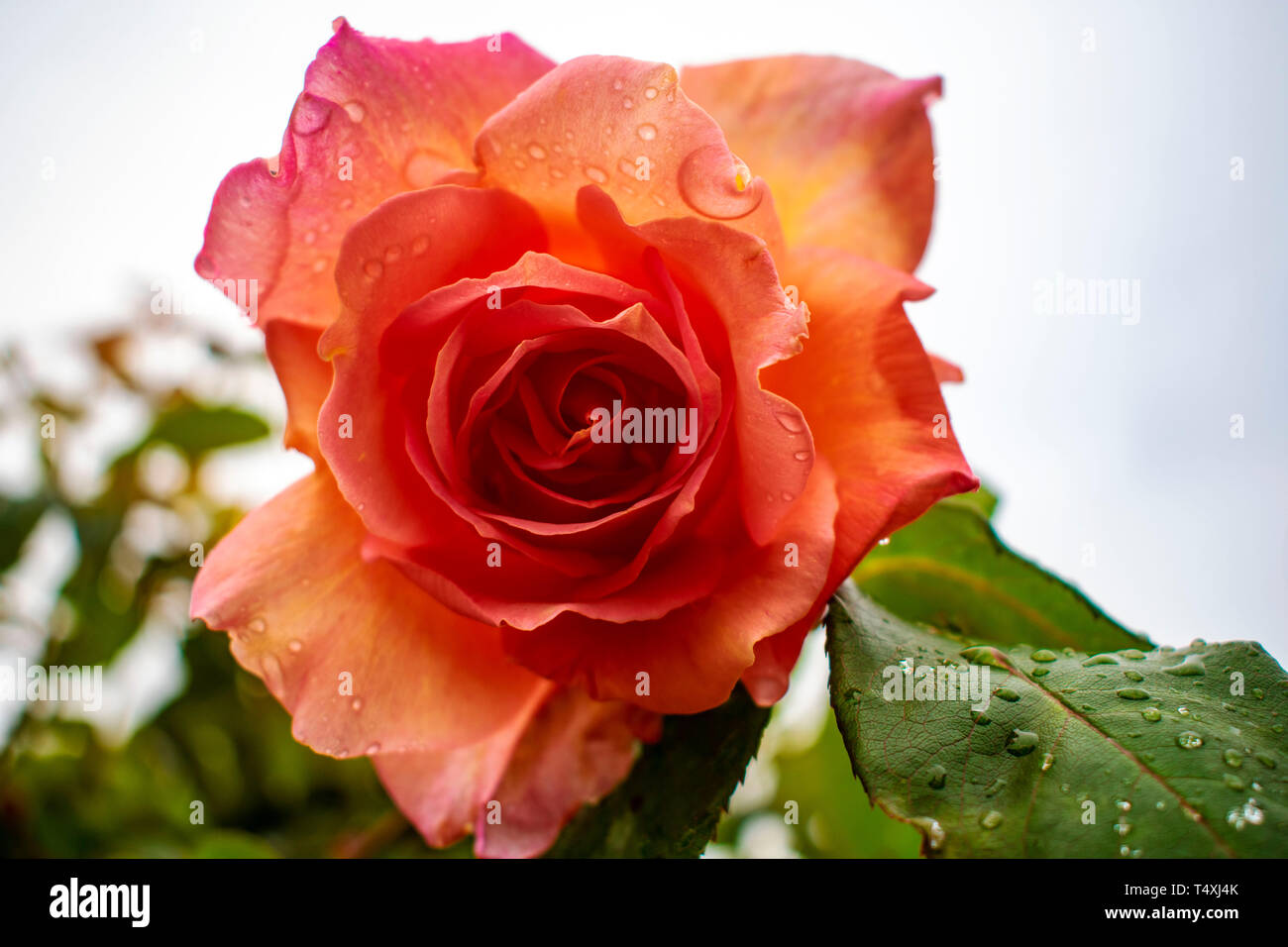 Burnt Orange Rose Stock Photo - Alamy