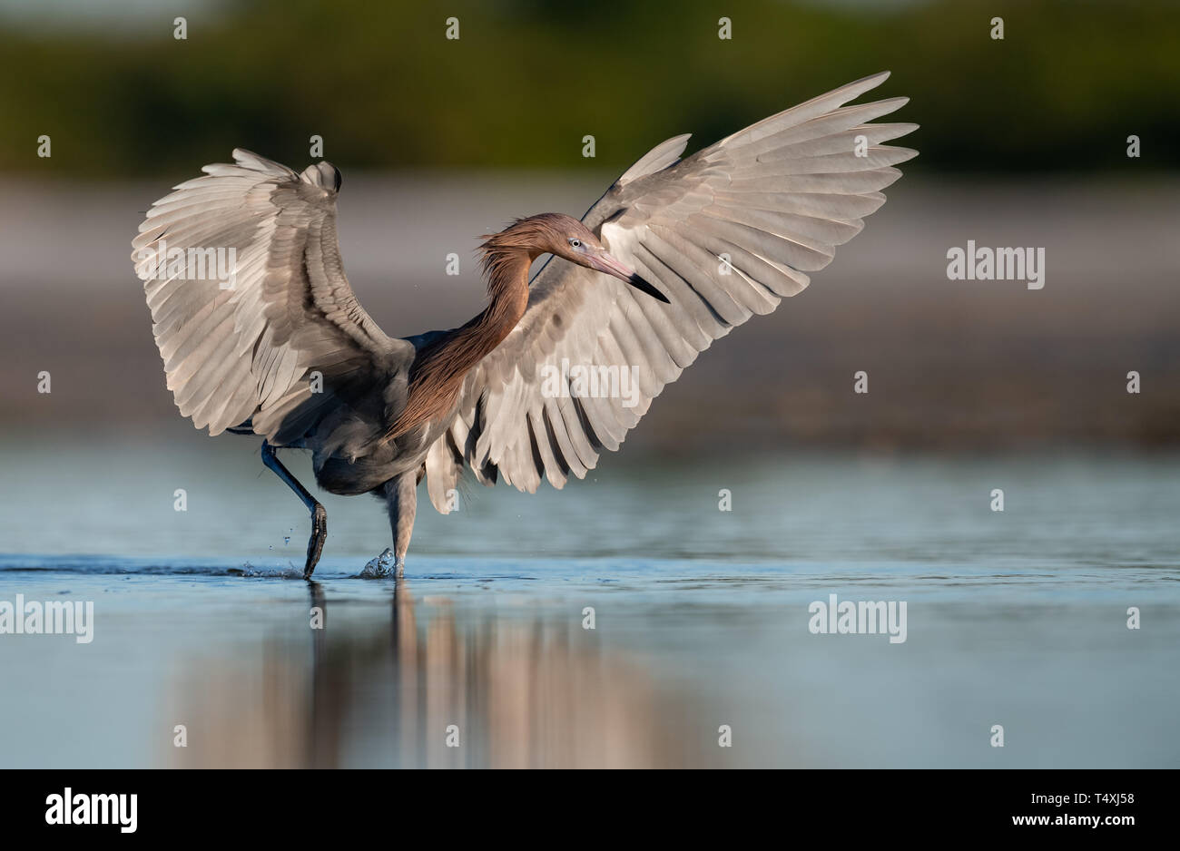 Reddish Egret in Florida Stock Photo - Alamy