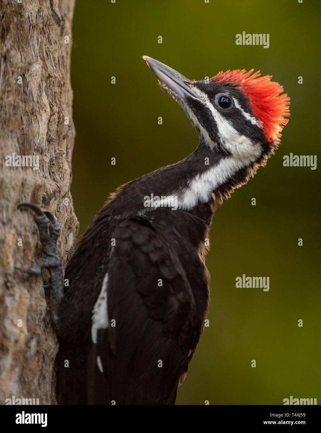 Woodpecker finch hi-res stock photography and images - Alamy
