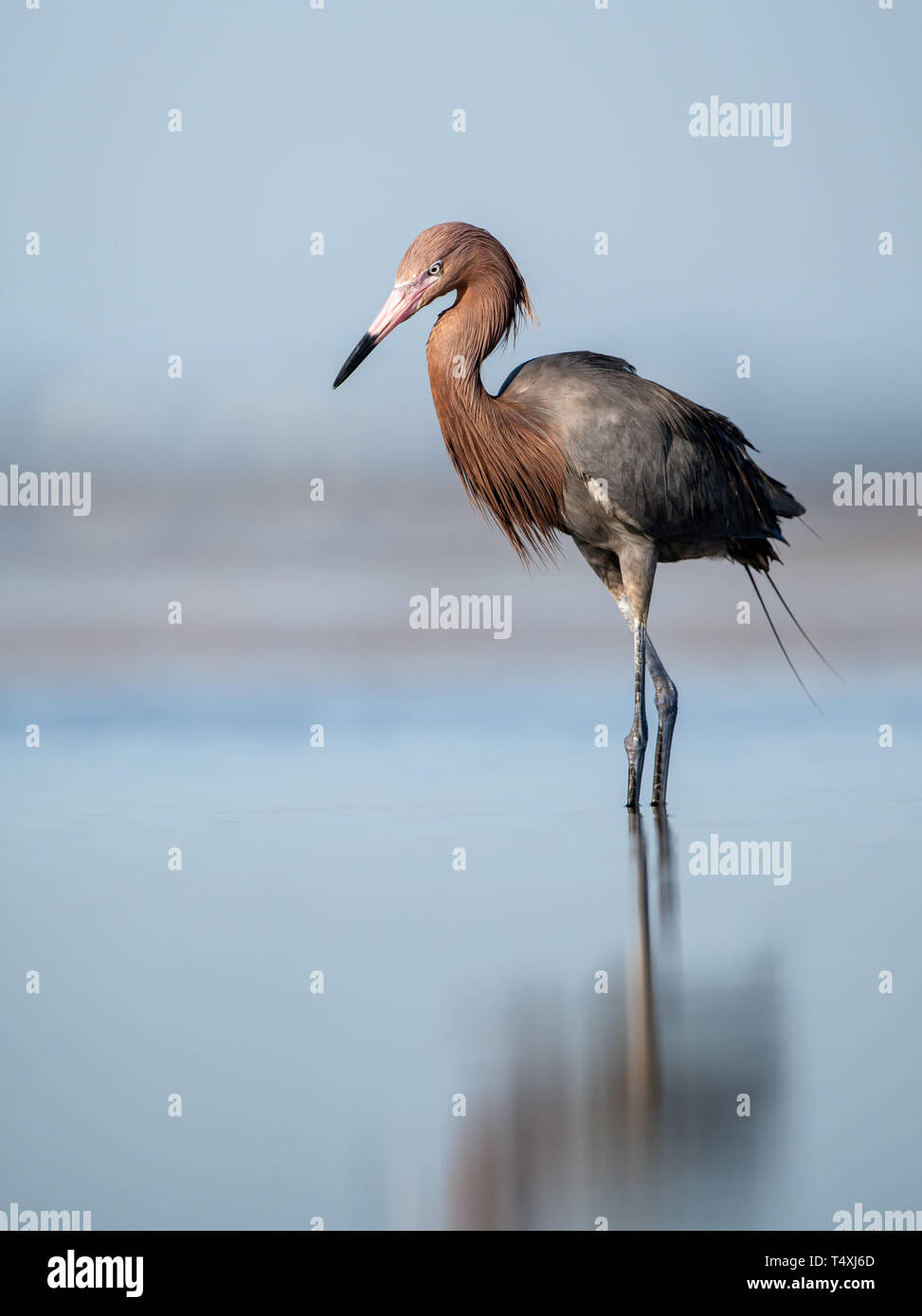 Reddish Egret in Florida Stock Photo - Alamy