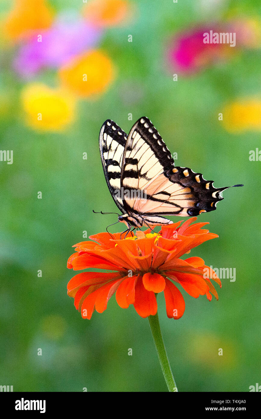 Chrysalis swallowtail butterfly hi-res stock photography and images - Alamy