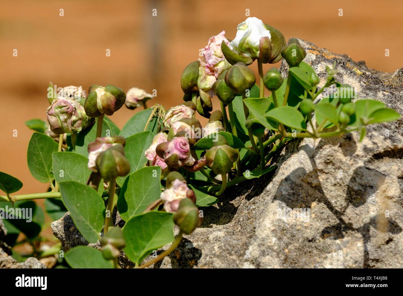 Alcaparra hi-res stock photography and images - Alamy