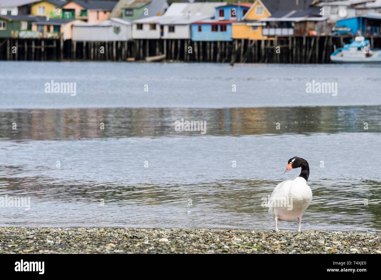 palafitos, Castro, archipiélago de Chiloé ,provincia de Chiloé ,región de Los Lagos,Patagonia ...