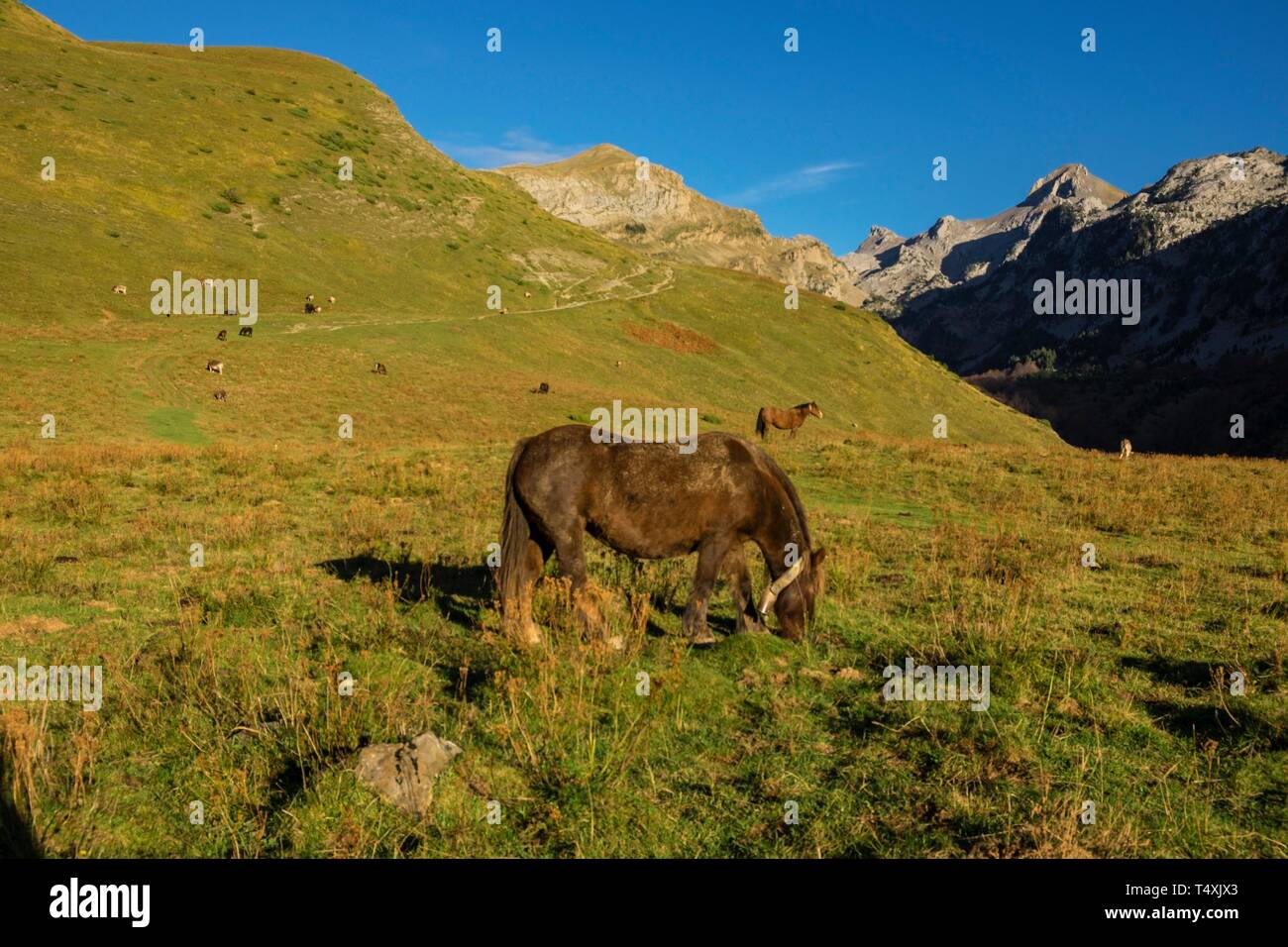 Caballos pastando hi-res stock photography and images - Alamy