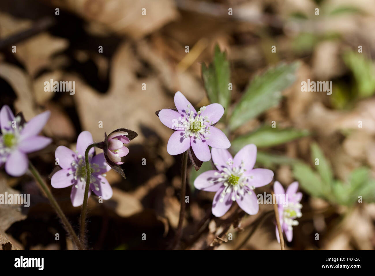 Close up macro view of beautiful anemone wildflowers growing naturally ...