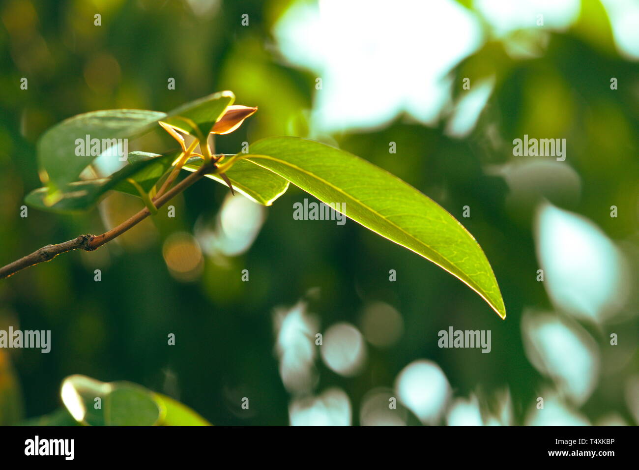 Close Up nature view of green leaf in the garden, using as background ...