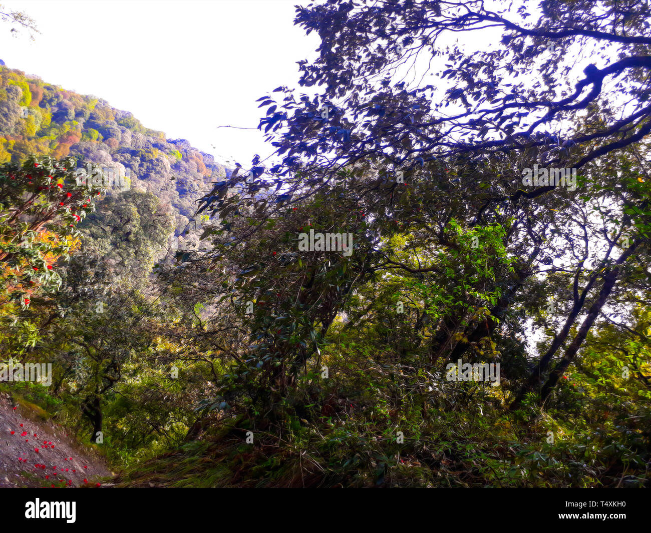 Tree branches bent in wind hi-res stock photography and images - Alamy