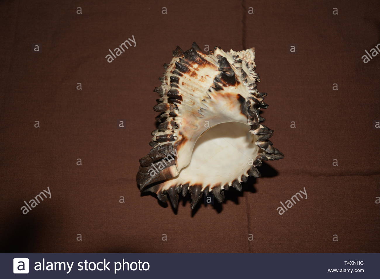 Conch Shell Black And White Stock Photos & Conch Shell Black And White ...