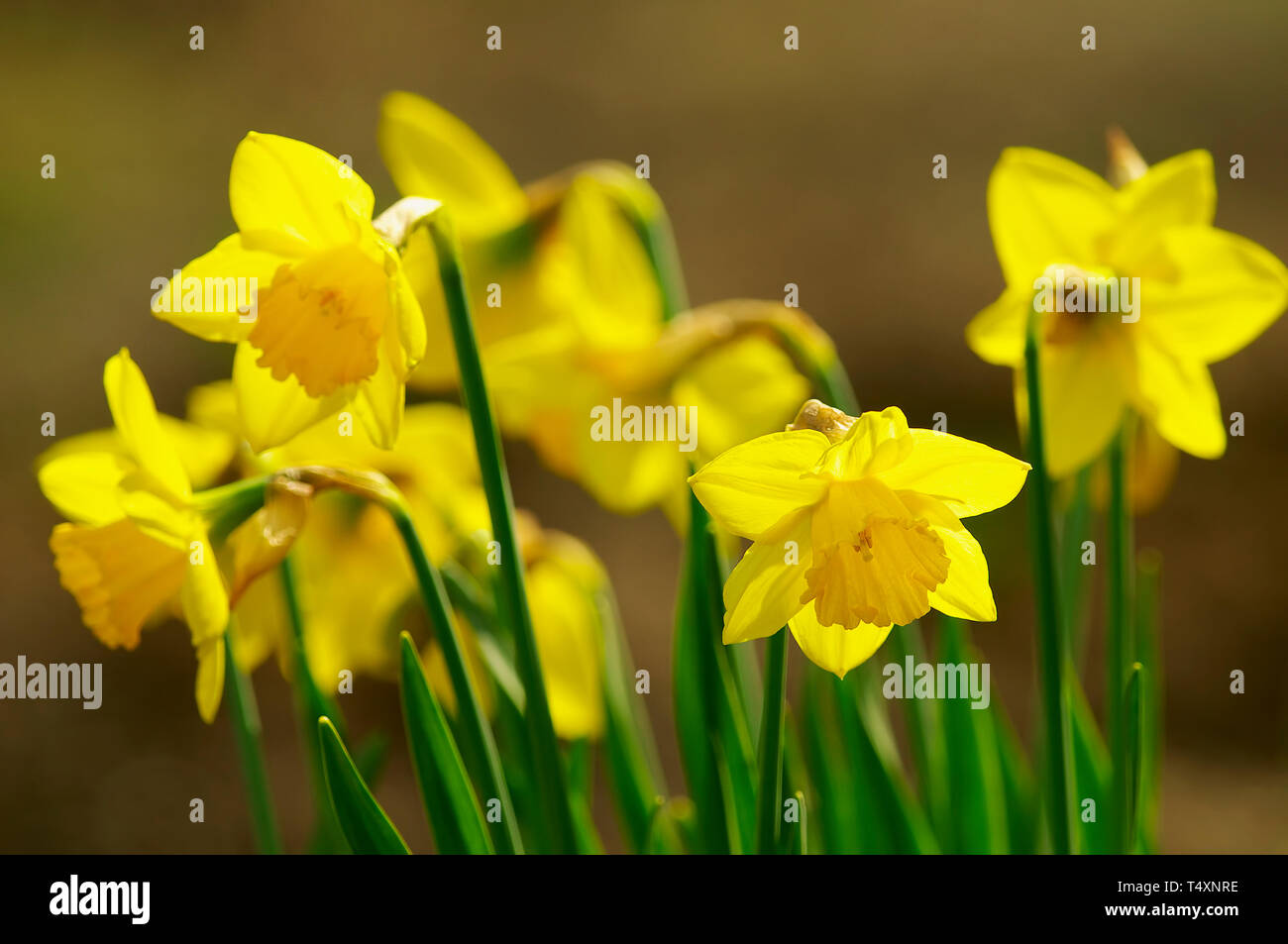 Yellow trumpet shaped flowers hi-res stock photography and images - Alamy
