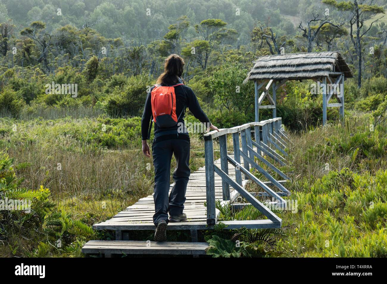 turberas, Parque Nacional Chiloé, Cucao, cordillera de la costa ...