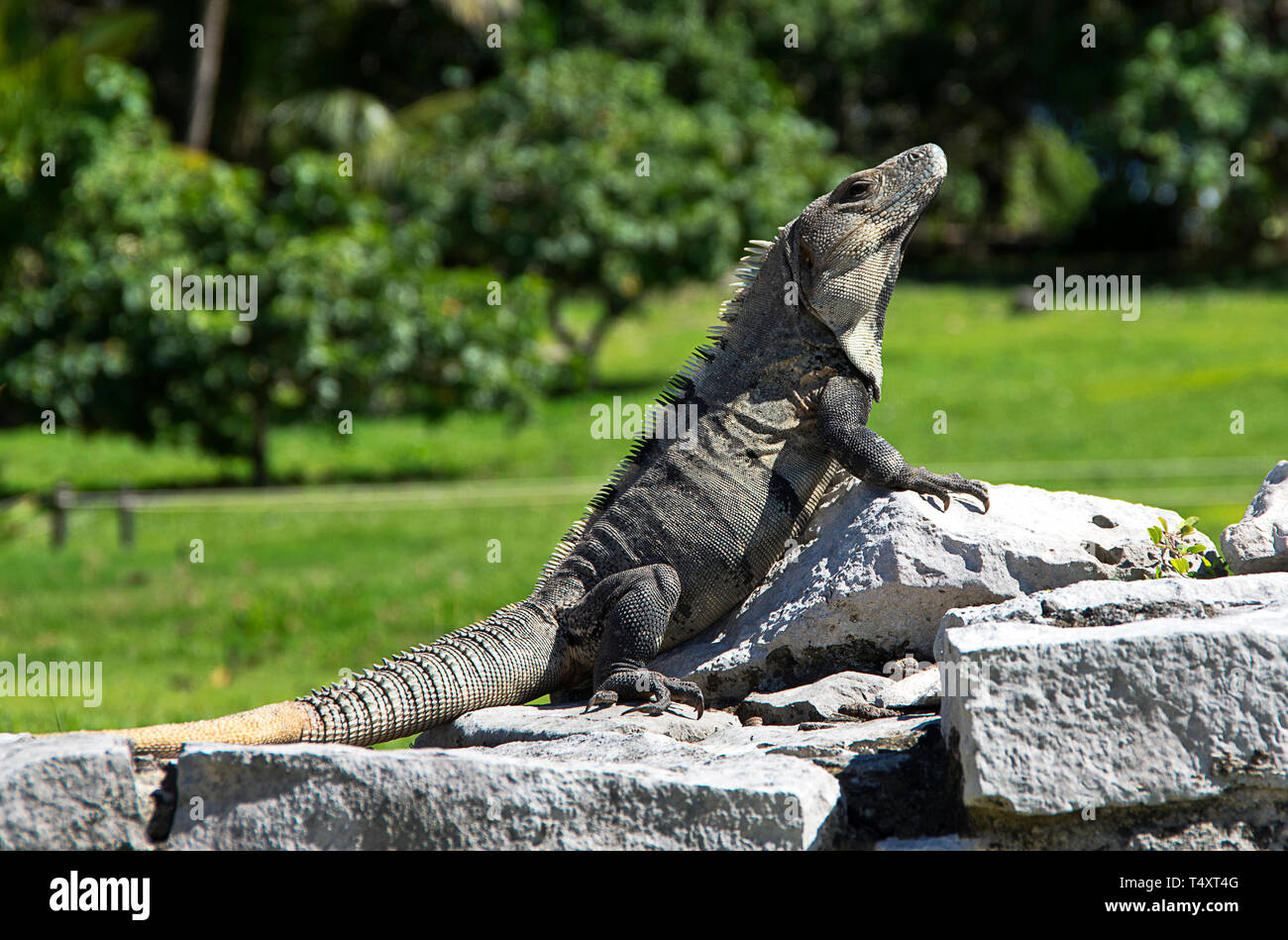 Iguana sunbathing at Tulum, Mexico Aztec Ruins Stock Photo - Alamy