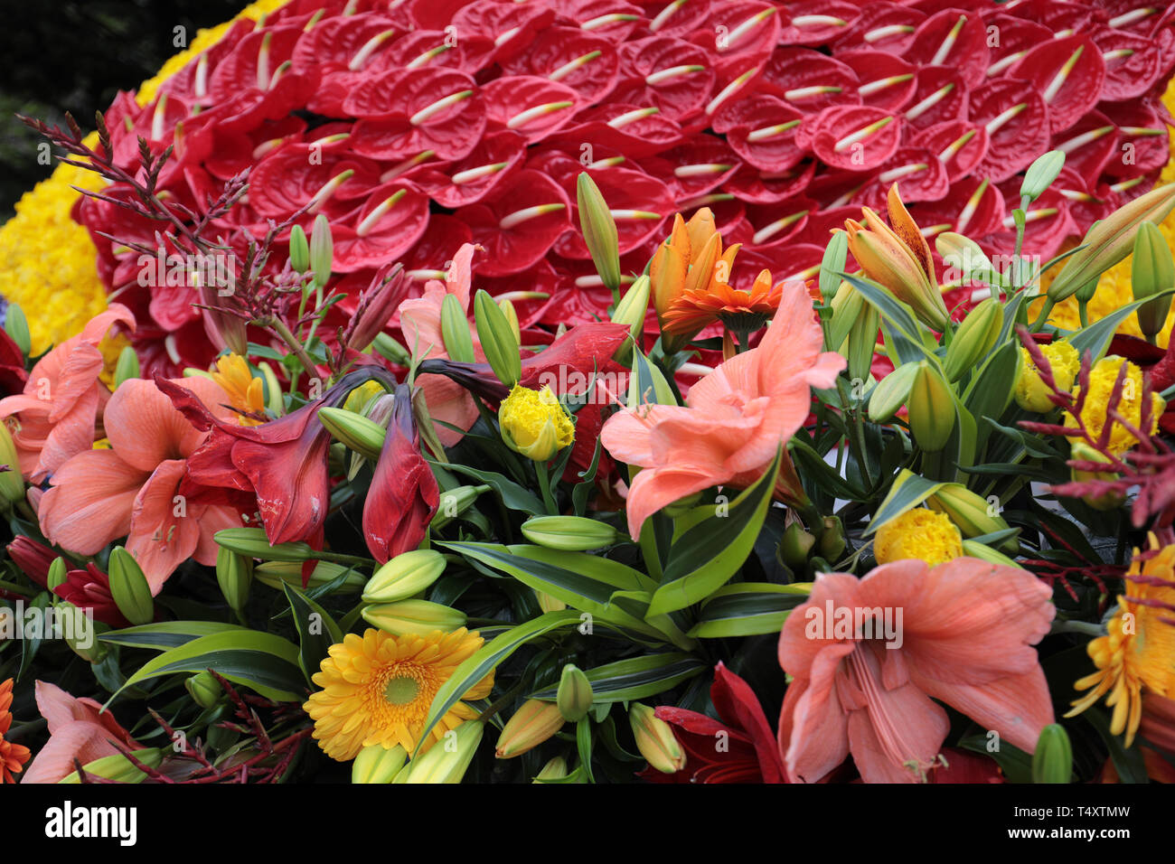 Beauty floristic decoration with colorful tropical flowers Stock Photo ...