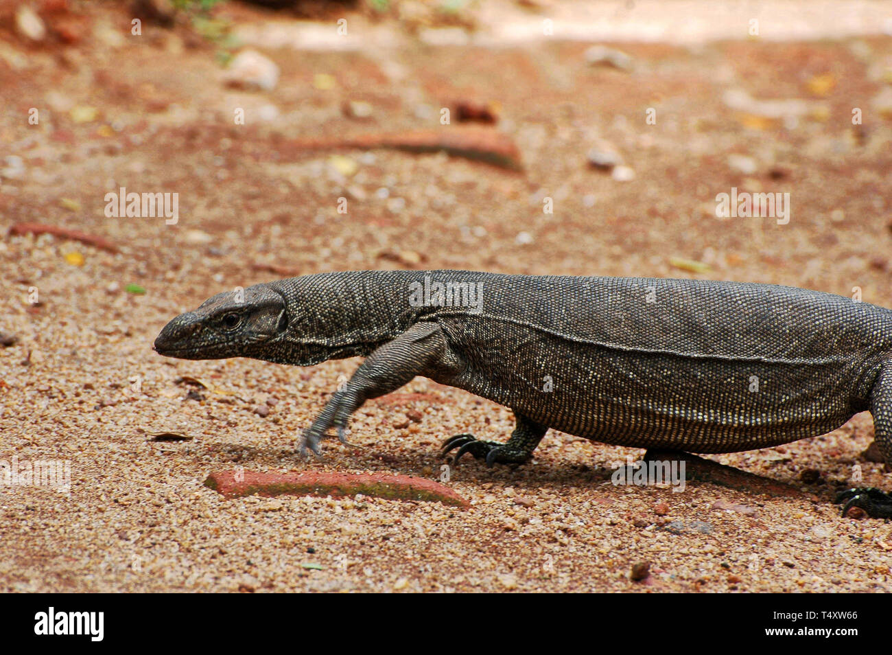 Varanus genus hi-res stock photography and images - Alamy