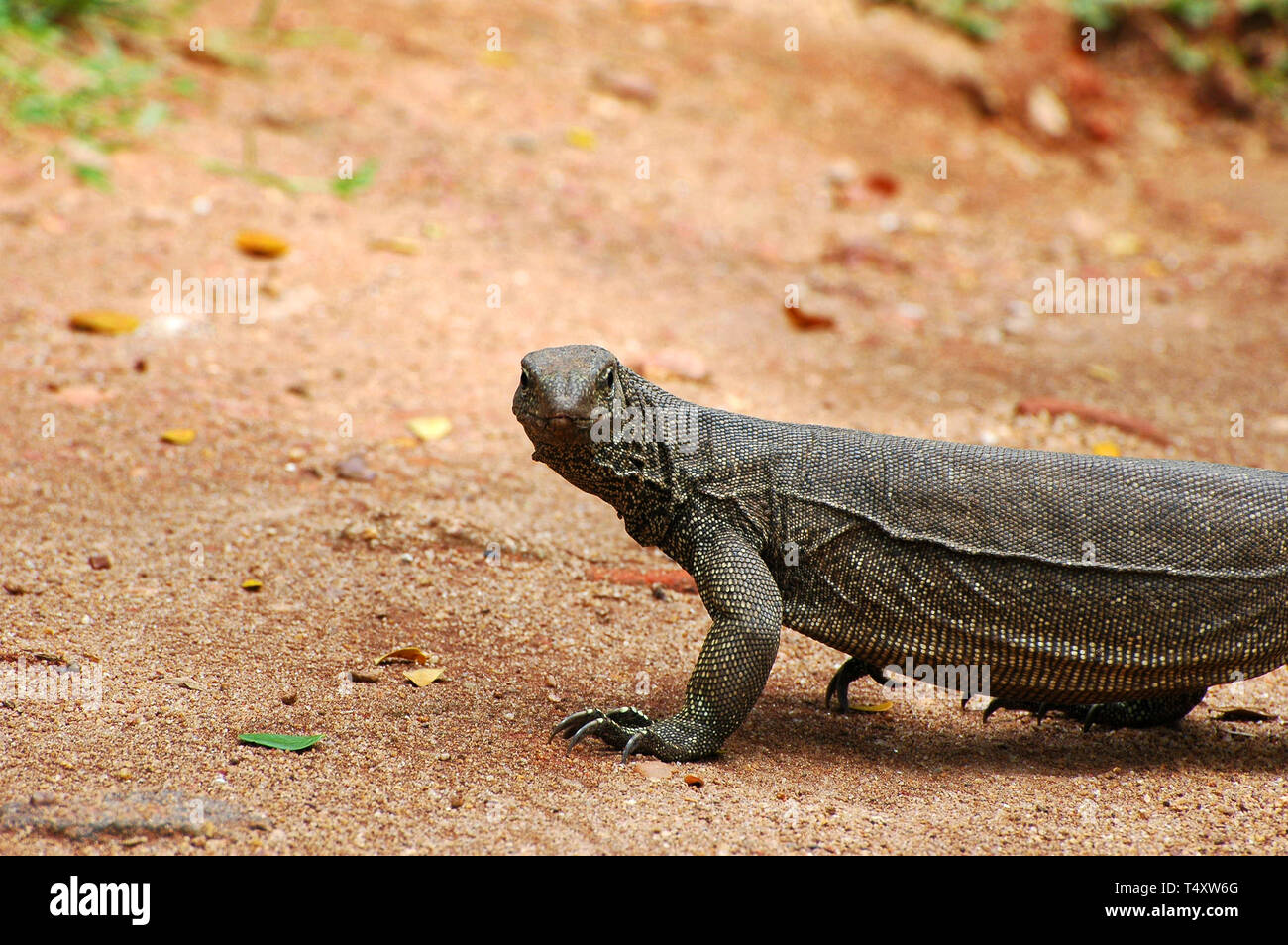 Platynota hi-res stock photography and images - Alamy