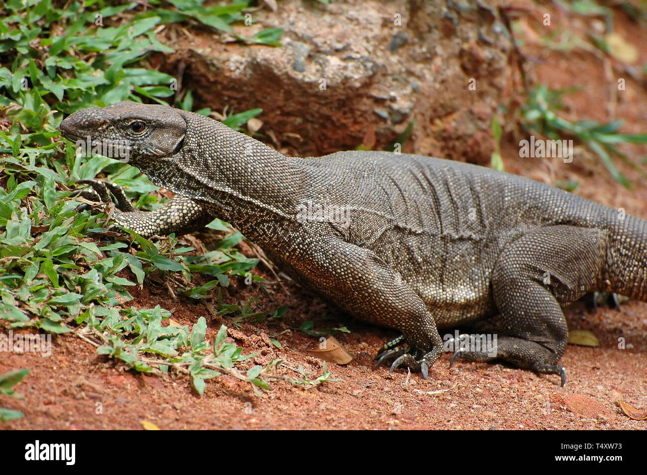 Varanus genus hi-res stock photography and images - Alamy