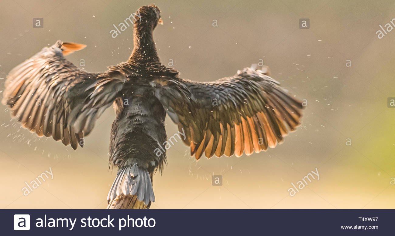 Swing Wing Stock Photos & Swing Wing Stock Images - Alamy