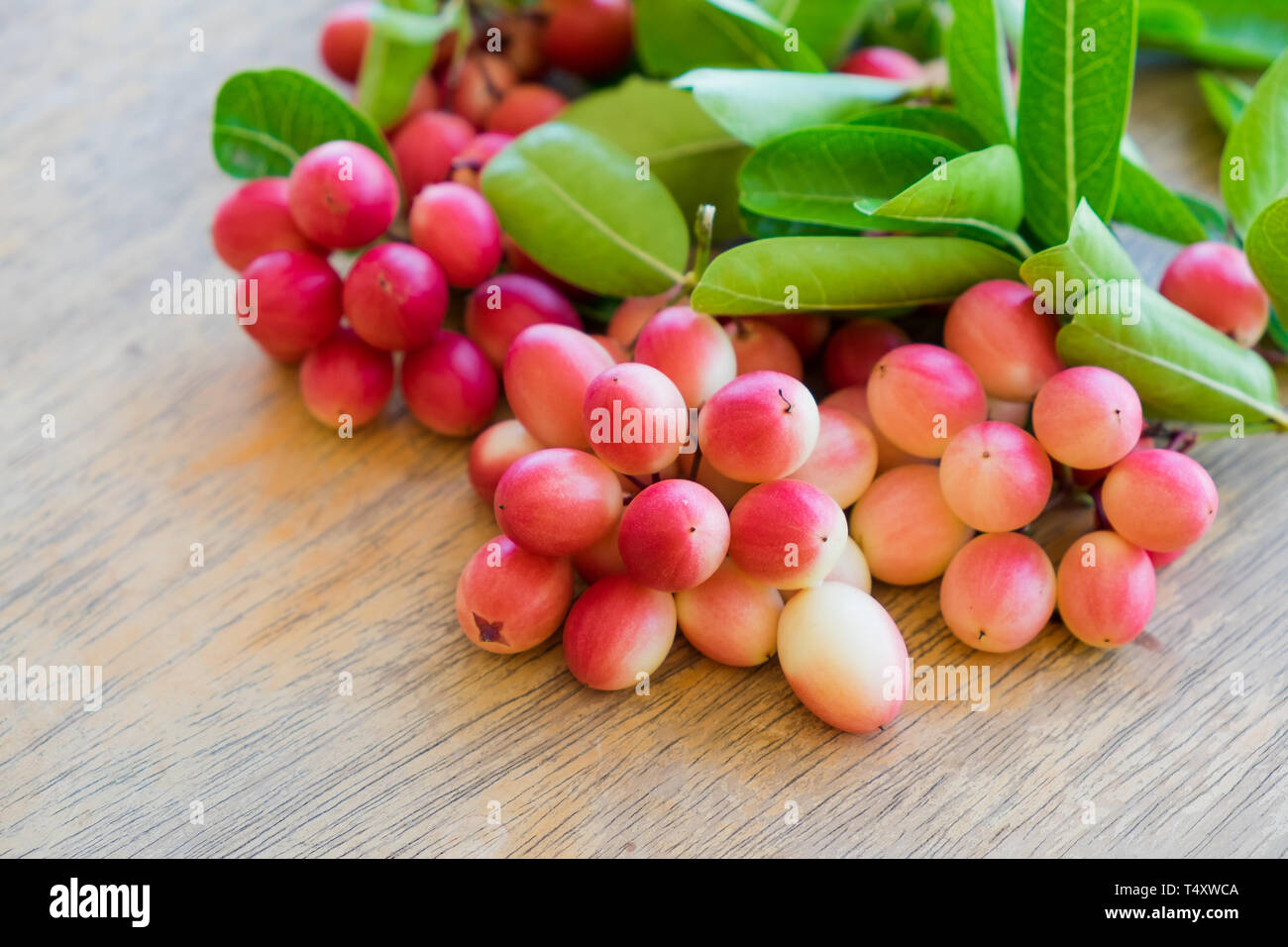 Carunda,Karonda,Carissa carandas,Apocynaceae,fruit red seed nutritious ...