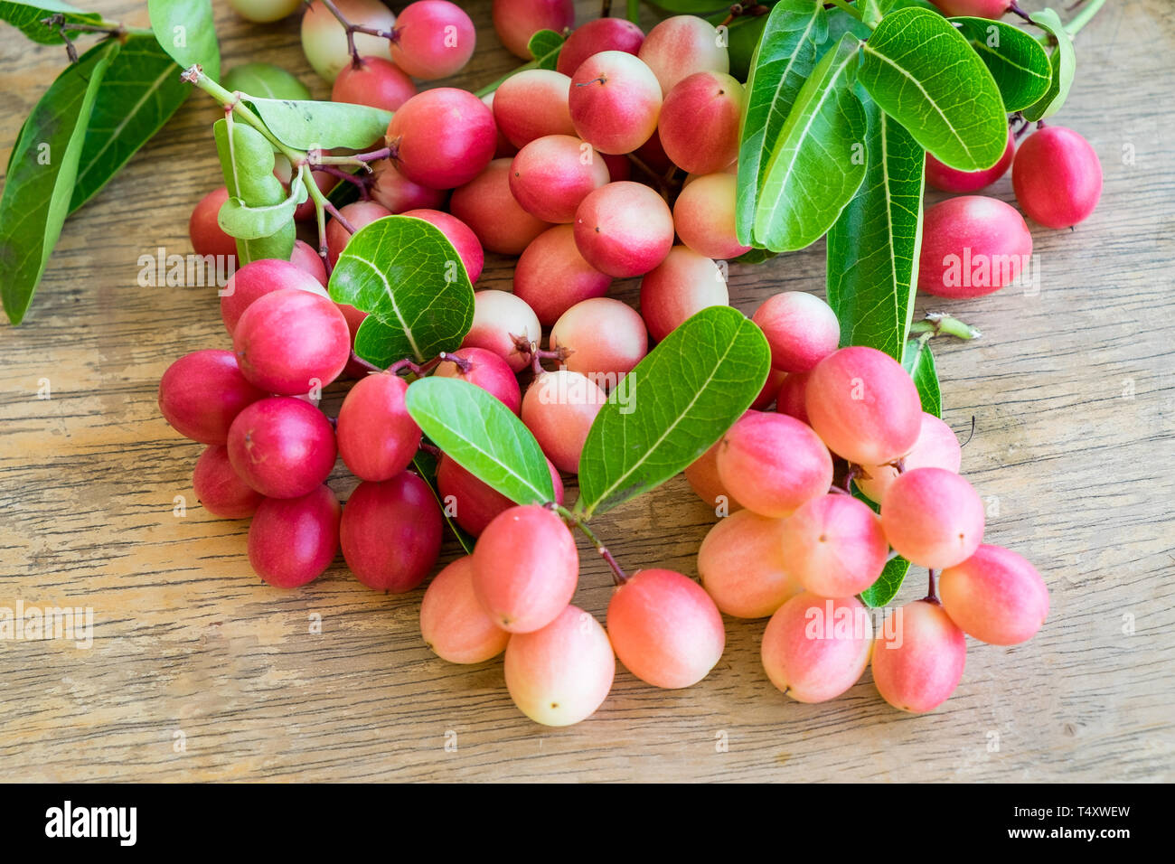 Carunda,Karonda,Carissa carandas,Apocynaceae,fruit red seed nutritious ...