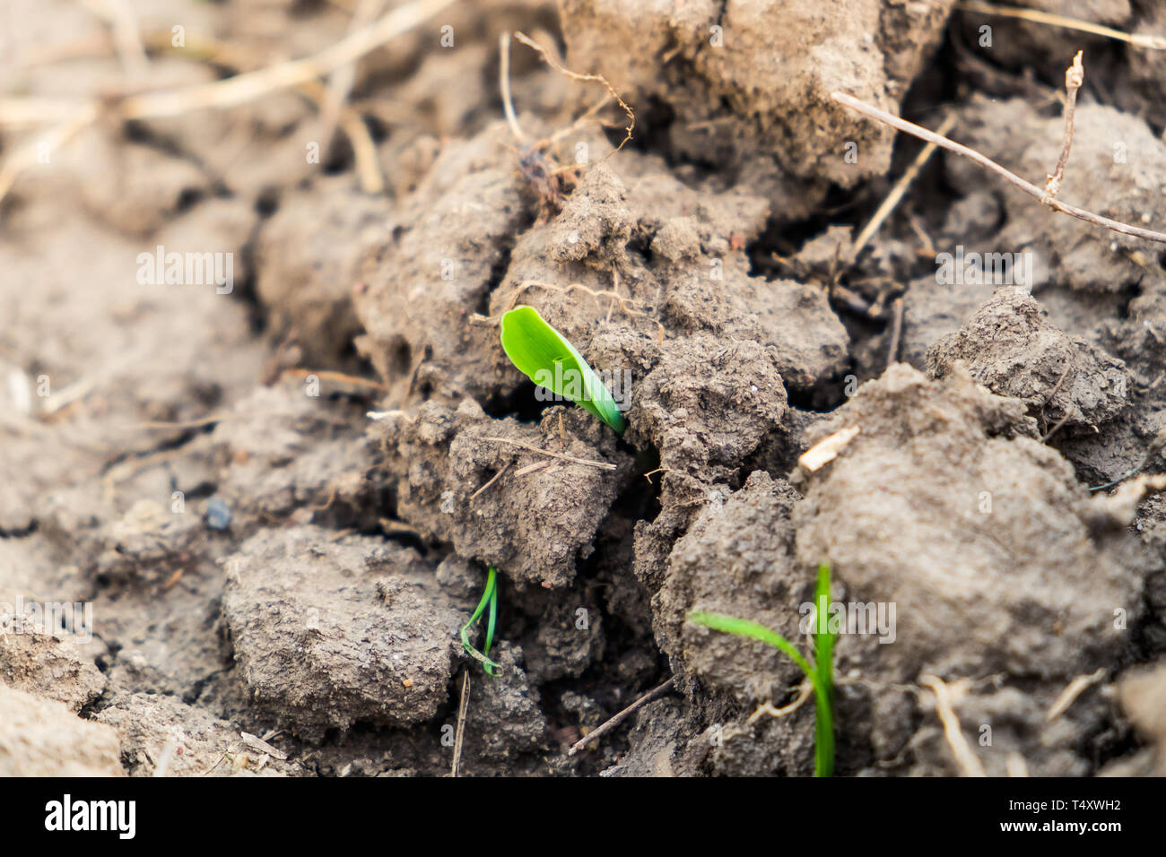 Corn sapling hi-res stock photography and images - Alamy