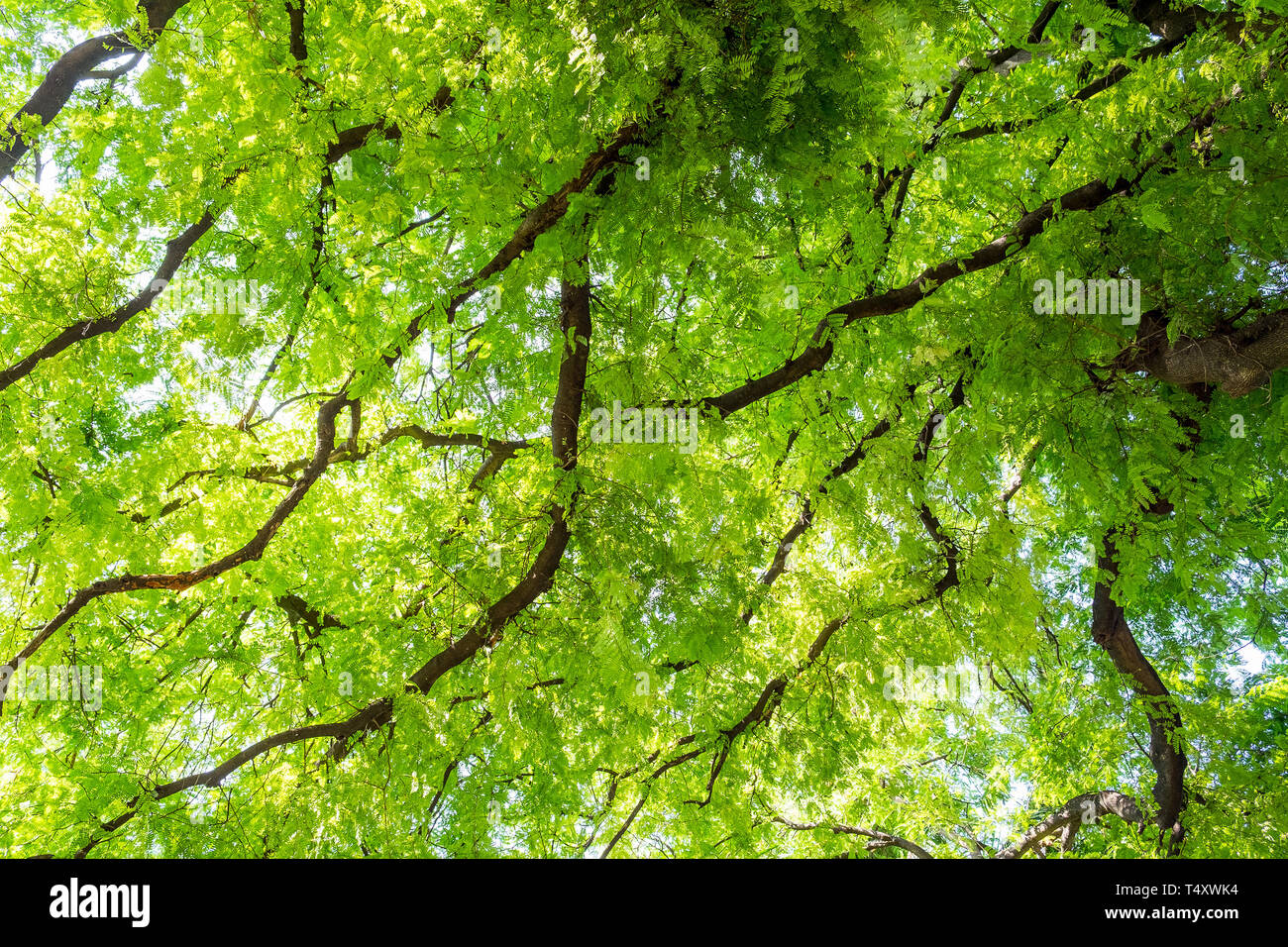 tamarind tree branch tracery spread bright Stock Photo - Alamy