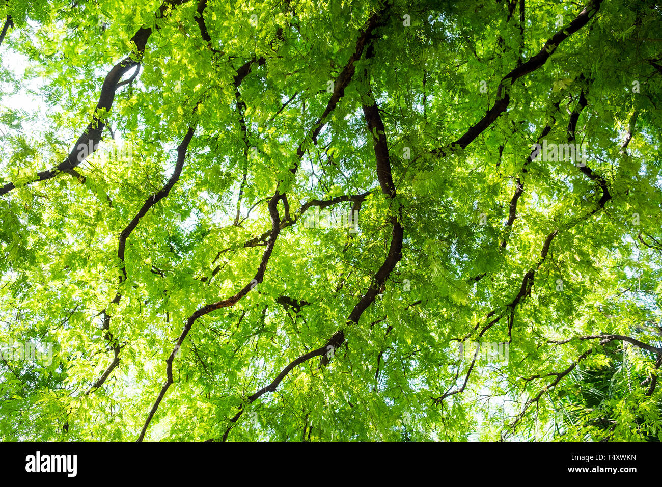 tamarind tree branch tracery spread bright Stock Photo - Alamy