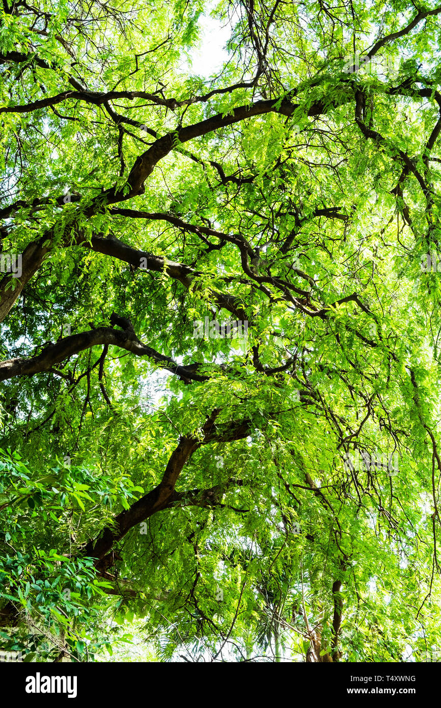 tamarind tree branch tracery spread bright Stock Photo - Alamy