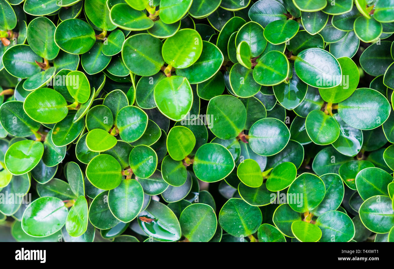 Ficusannulata blume green leaf background Stock Photo - Alamy