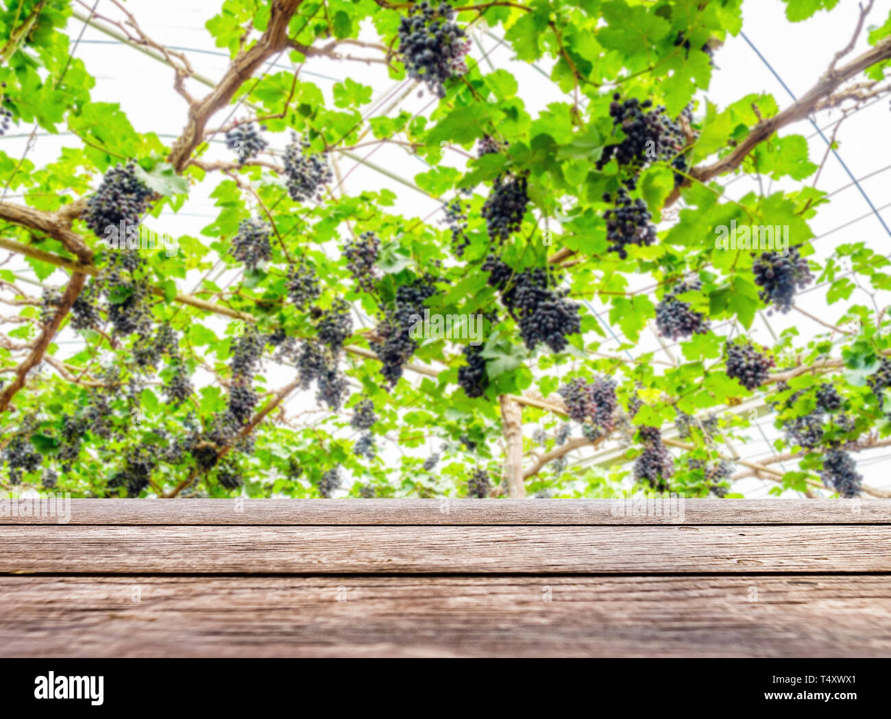 Table wood top on grape bunch in vineyard Stock Photo - Alamy