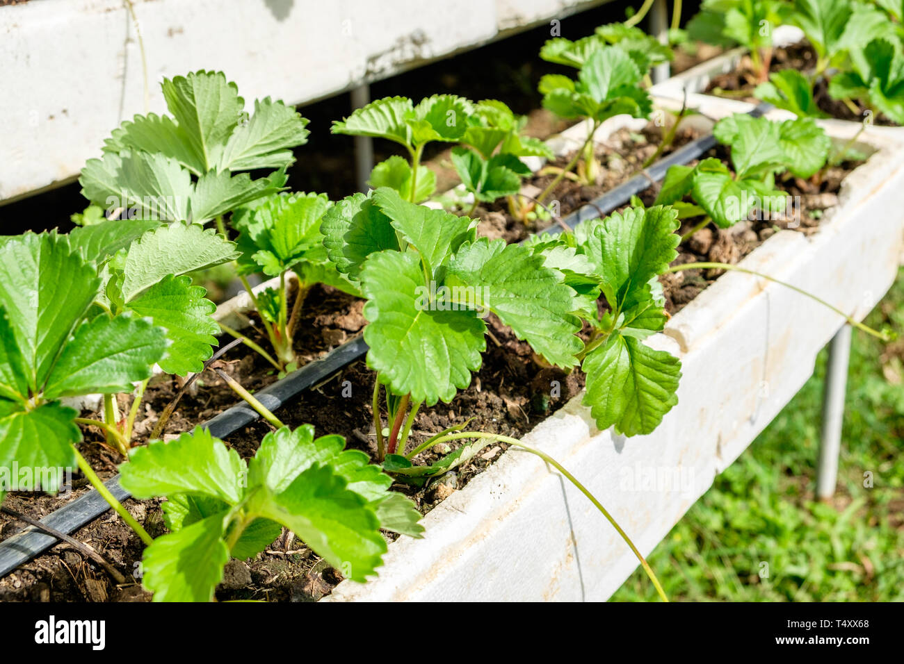 Strawberry green leaf in garden Stock Photo - Alamy