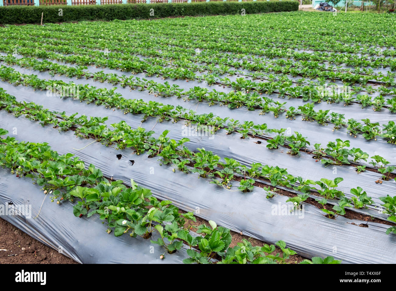 Landscape groove strawberry plantation in sunny Stock Photo - Alamy