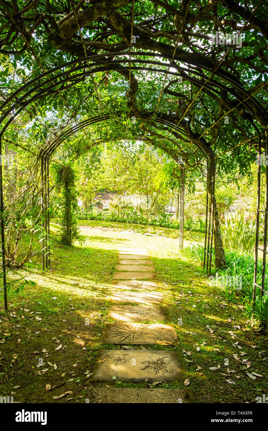 Arch green soft natural path walkway Stock Photo - Alamy