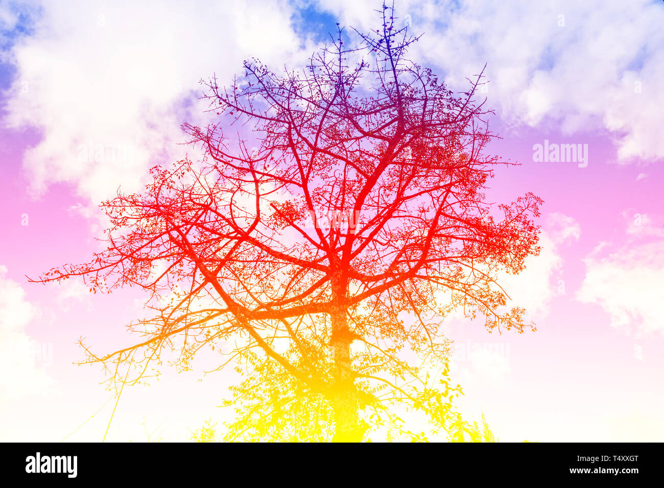 Red Kapok Tree High Resolution Stock Photography and Images - Alamy