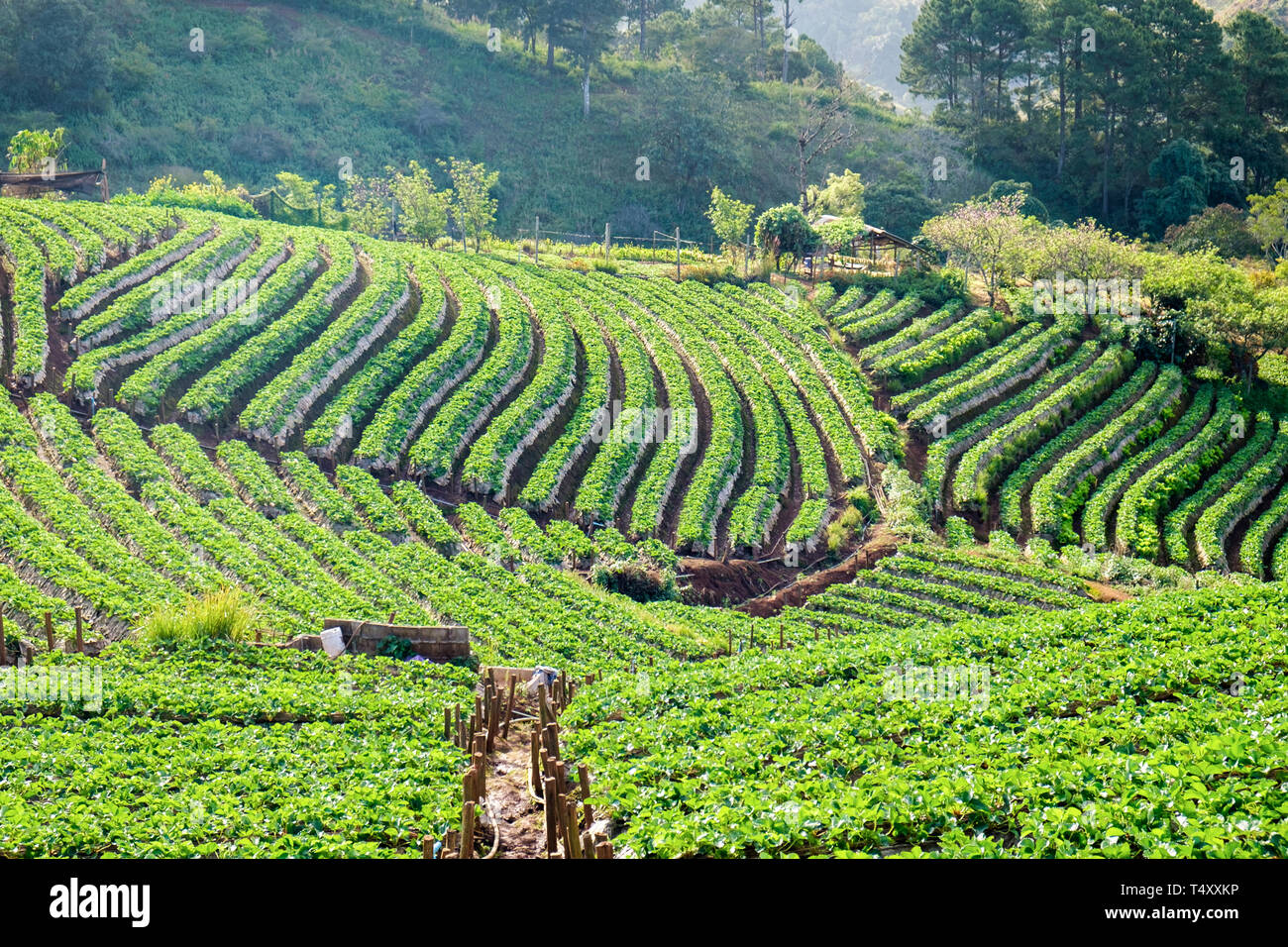 Strawberry plantation mountain stairs beautiful landscape Stock Photo ...