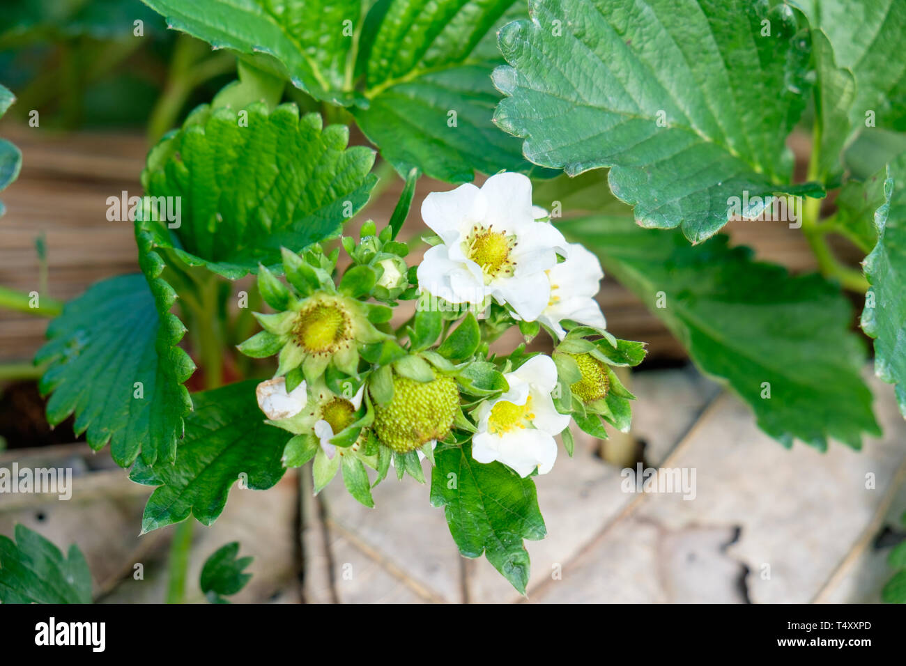 Strawberry plant fruit in garden Stock Photo - Alamy