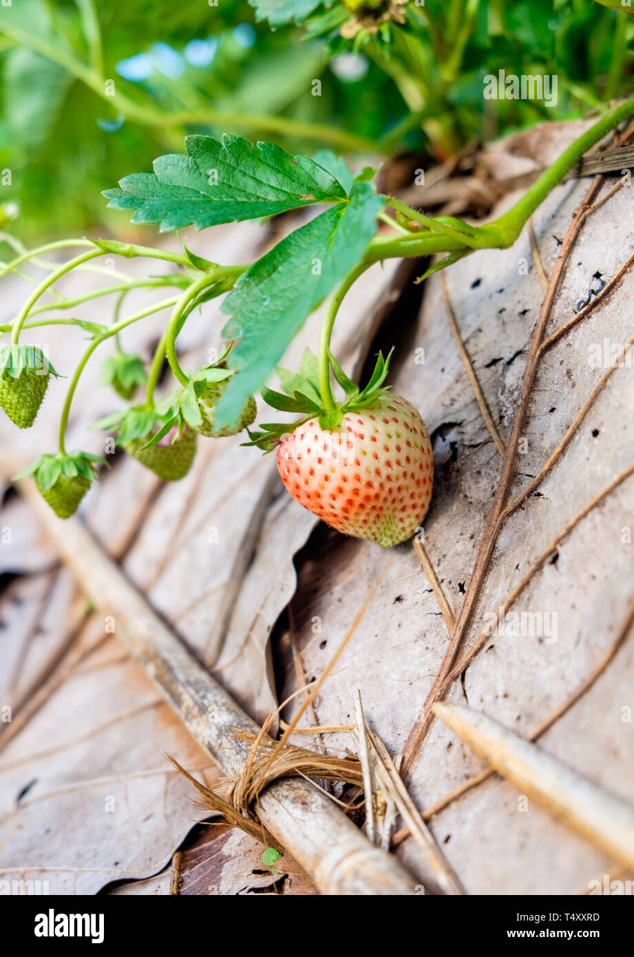 Strawberry plant fruit in garden Stock Photo - Alamy