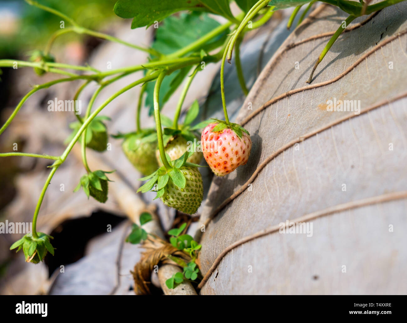 Strawberry plant fruit in garden Stock Photo - Alamy