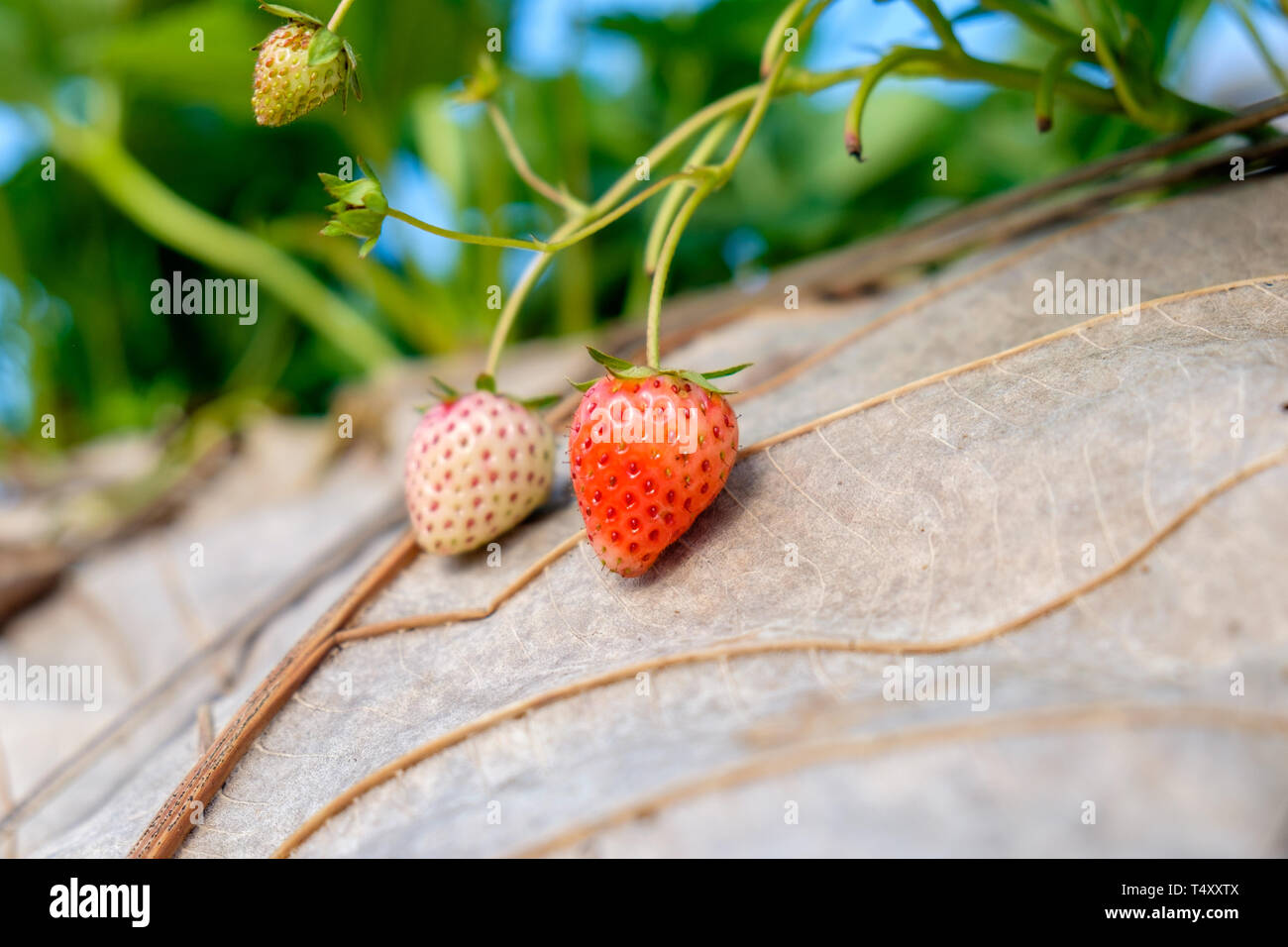 Strawberry plant fruit in garden Stock Photo - Alamy