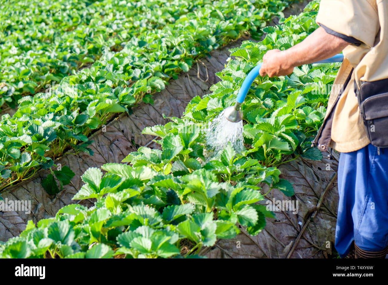 Man gardener watering strawberry plant in farm Stock Photo - Alamy