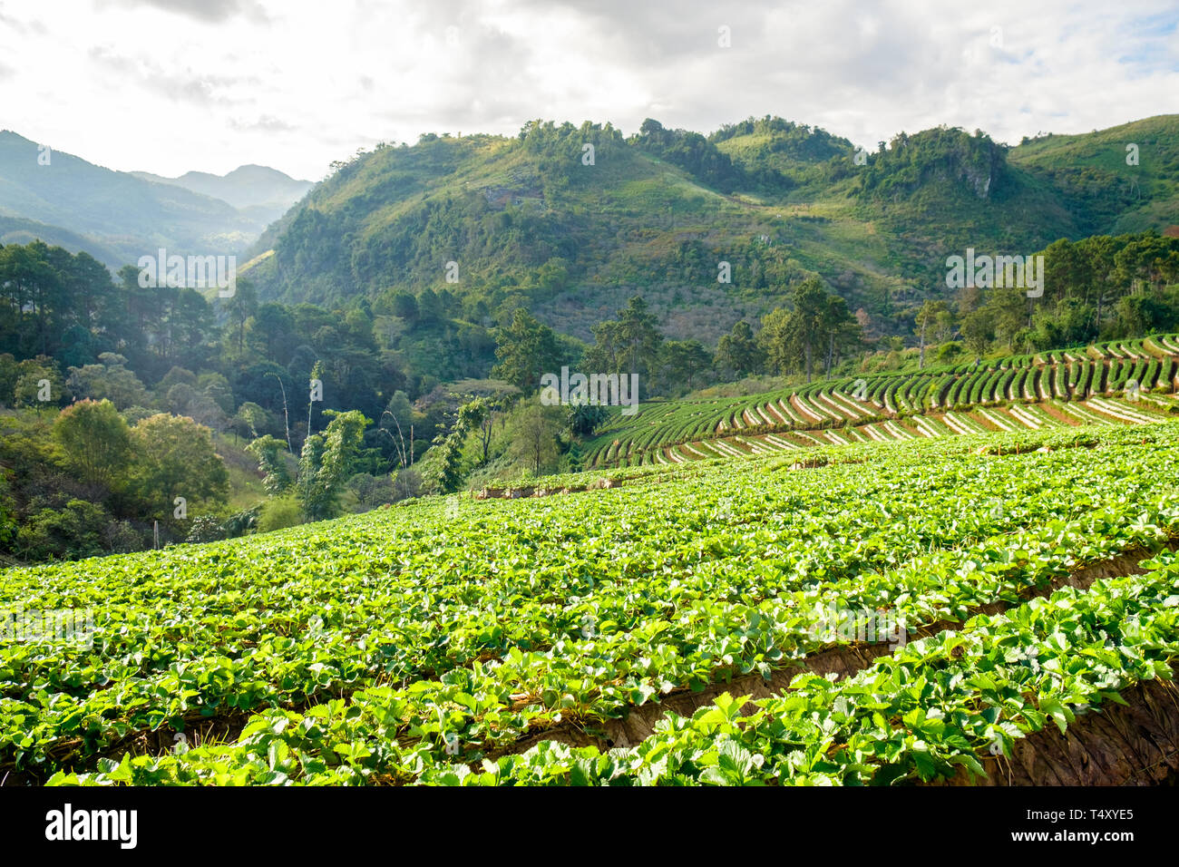Strawberry plantation mountain stairs beautiful Stock Photo - Alamy