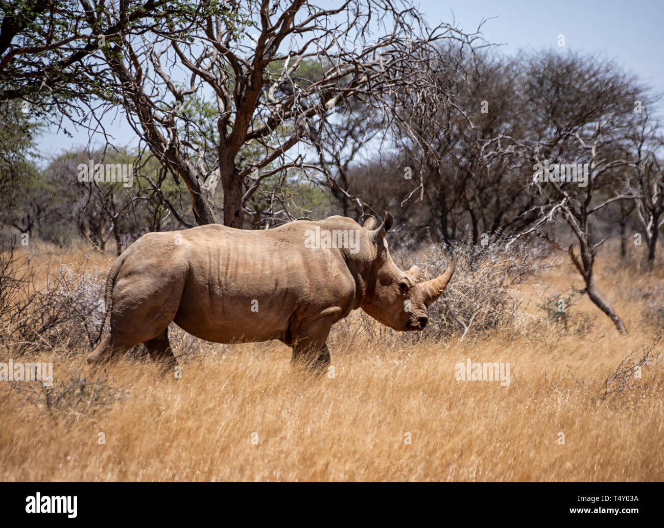 A White Rhinoceros in Southern African savanna Stock Photo - Alamy