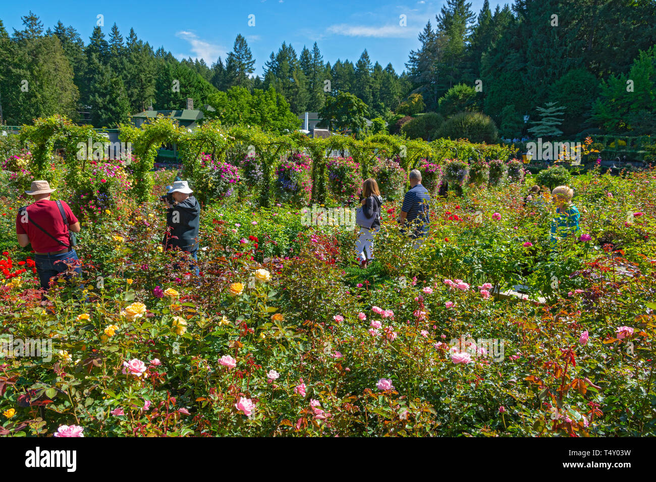 Rose garden butchart gardens victoria hi-res stock photography and ...