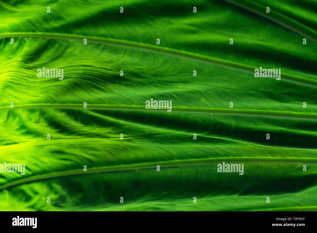 The leaf of the Thailand Giant Elephant's Ear plant (Colocasia gigantea ...