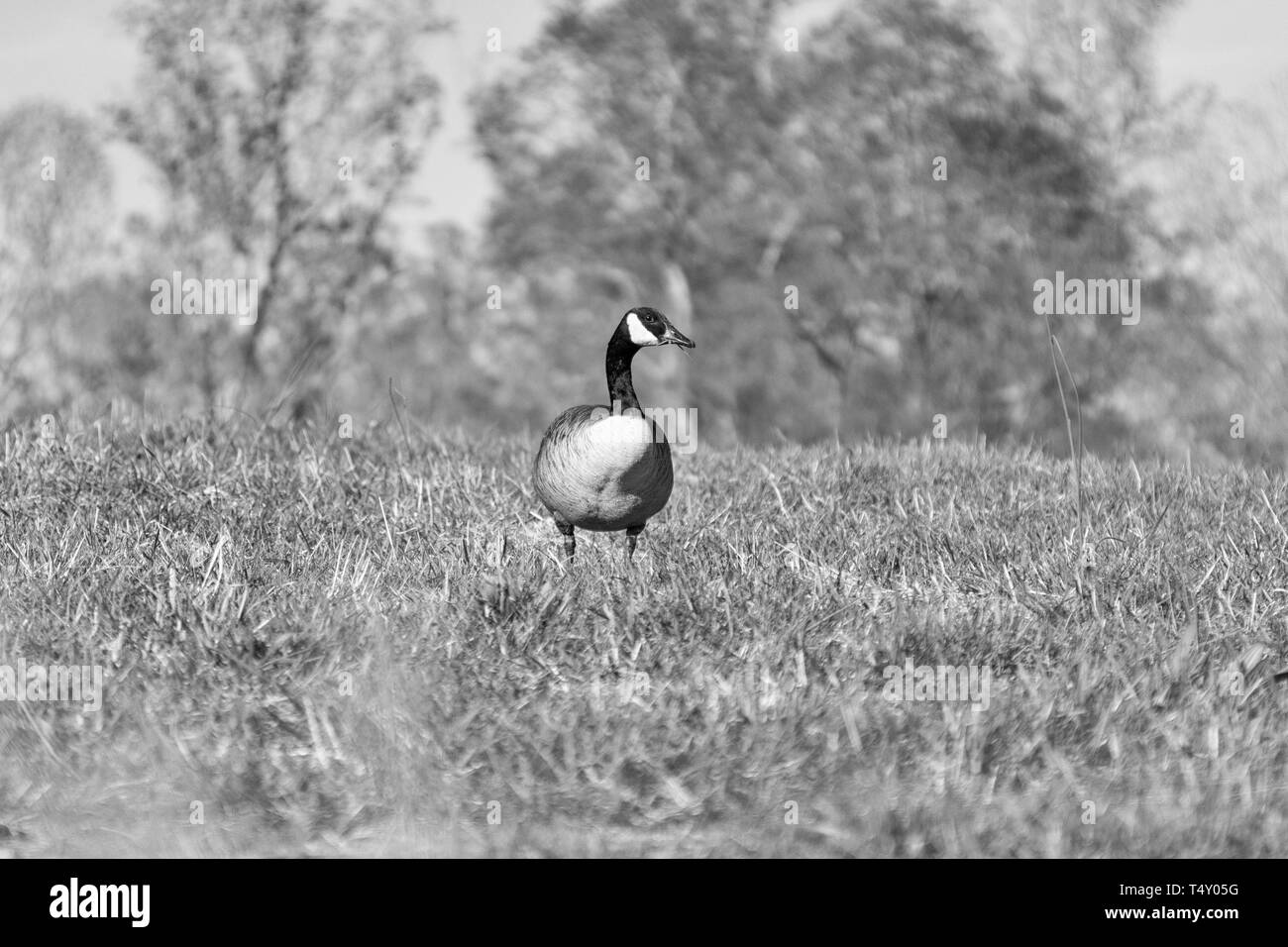 A Canadian goose (Branta canadensis) seems to stare into the distance ...
