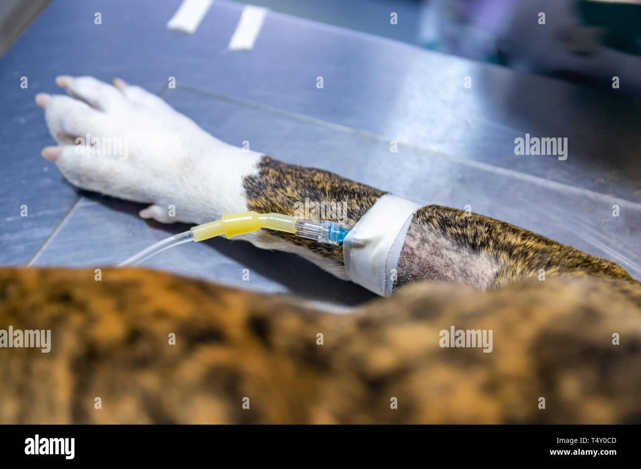 Intravenous catheter in the cephalic vein of a dog in a preoperatory ...