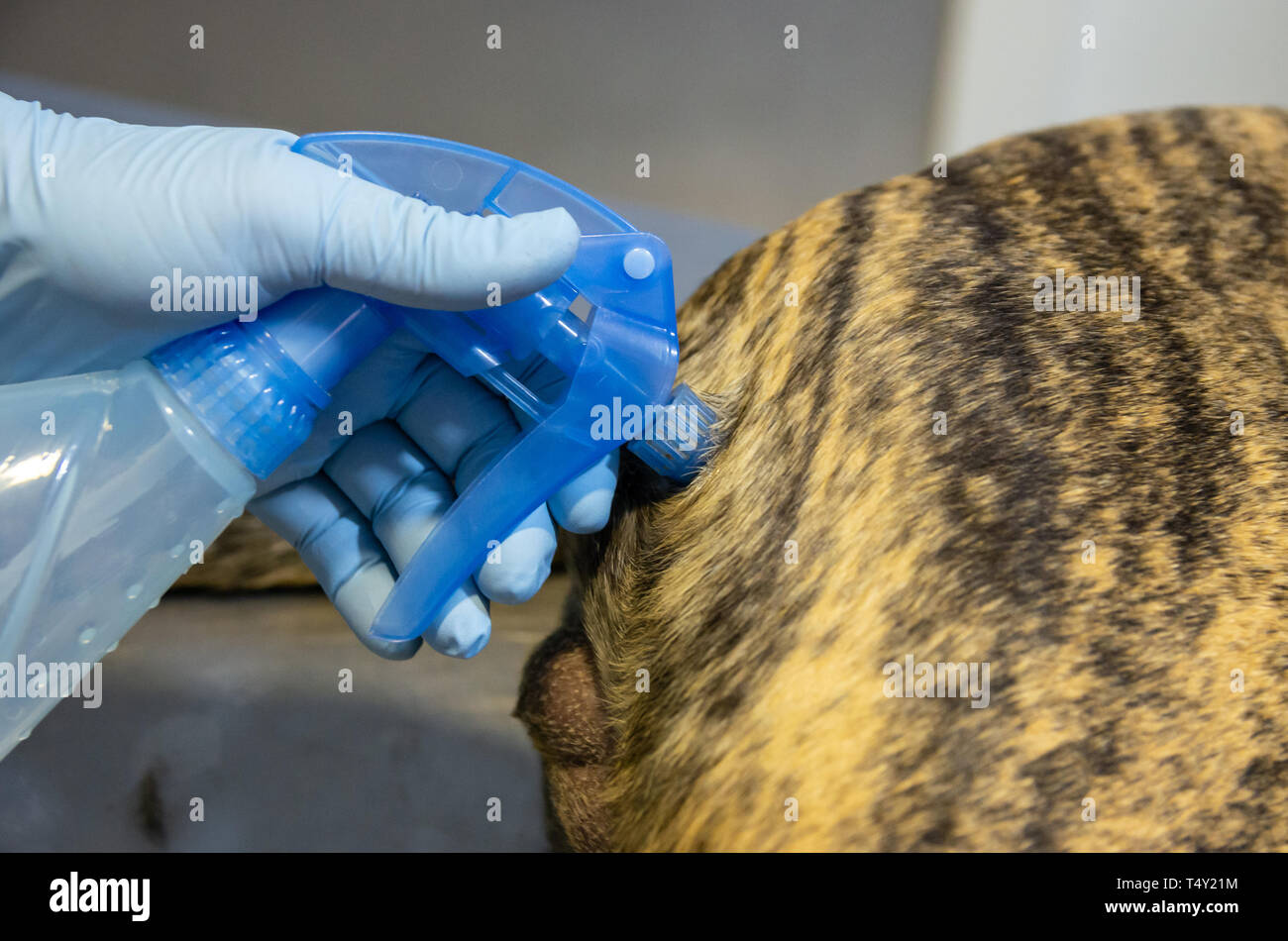 Cleaning a dog's skin with an alcohol spray before an injection Stock ...